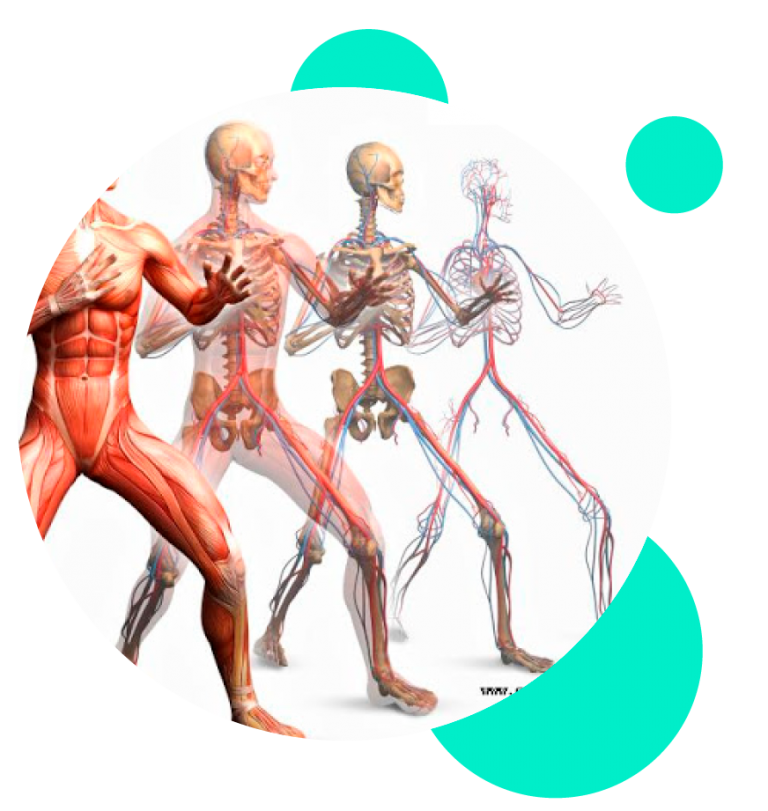 Fisiología – JaviGen